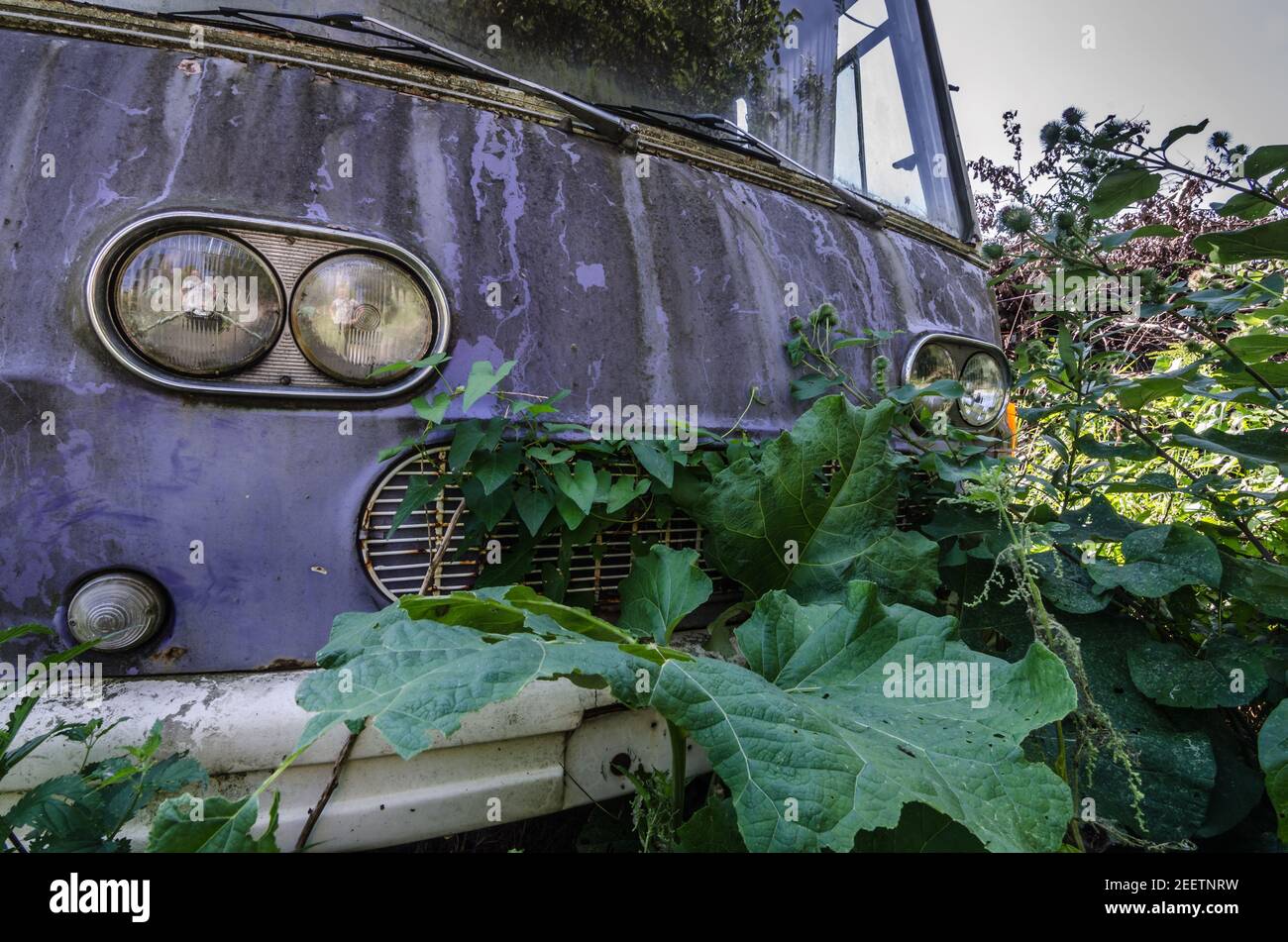 purple bus overgrown in nature Stock Photo - Alamy