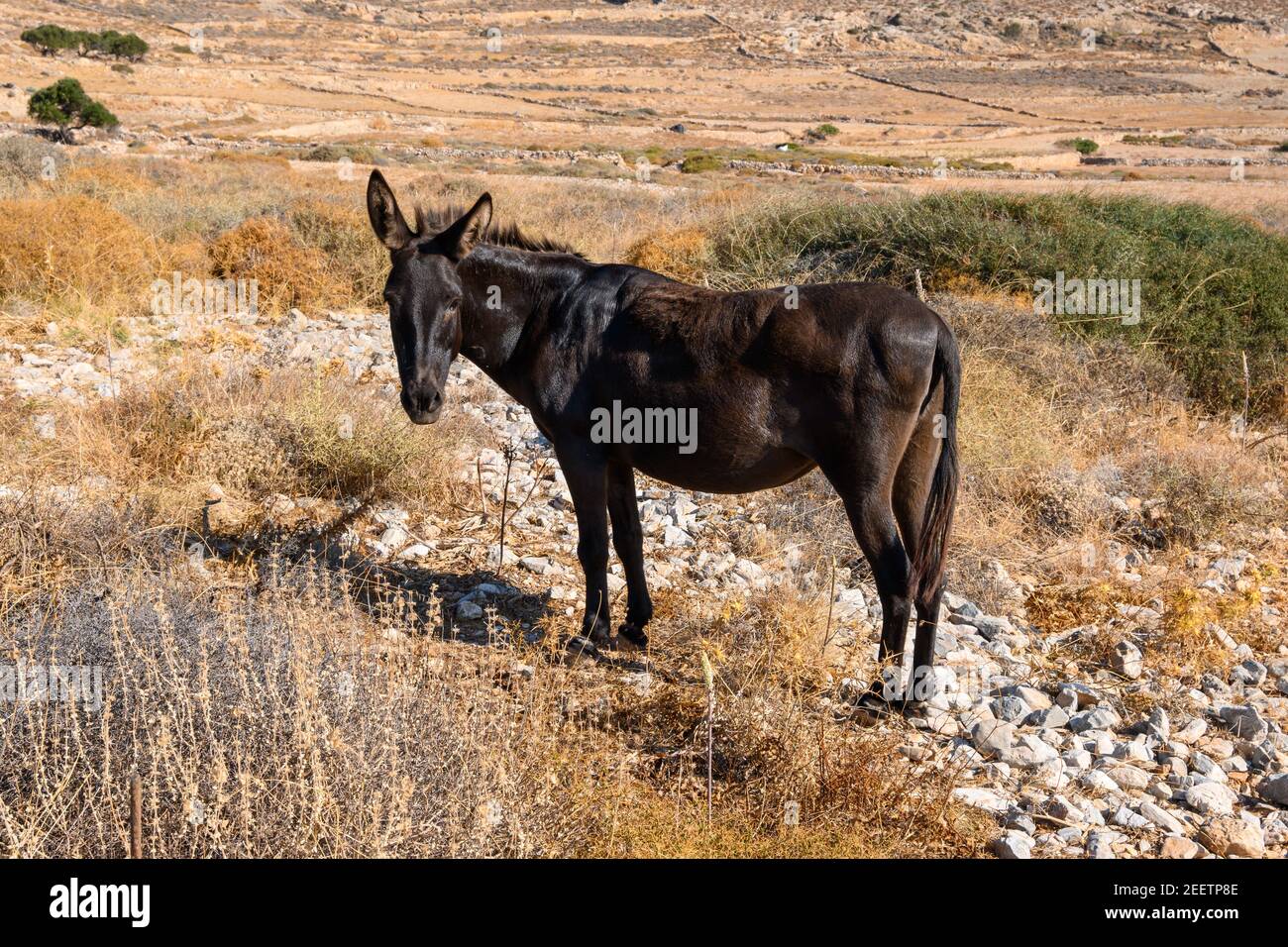 Mule grazing in the pasture. The rural Greek landscape of the island of ...