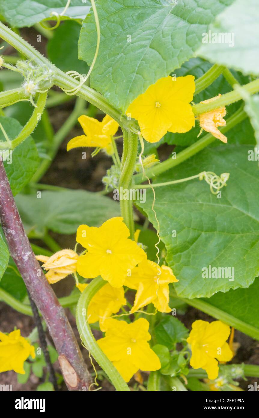Cucumber embryo with a yellow flower on a branch Stock Photo - Alamy