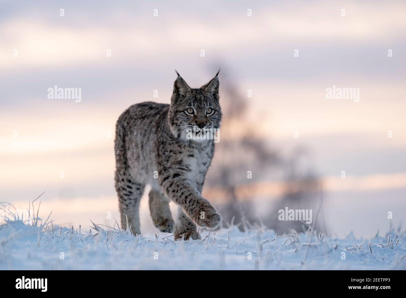 Eurasian wild cat in wild nature habitat, Czech, Europe. Lynx lynx ...