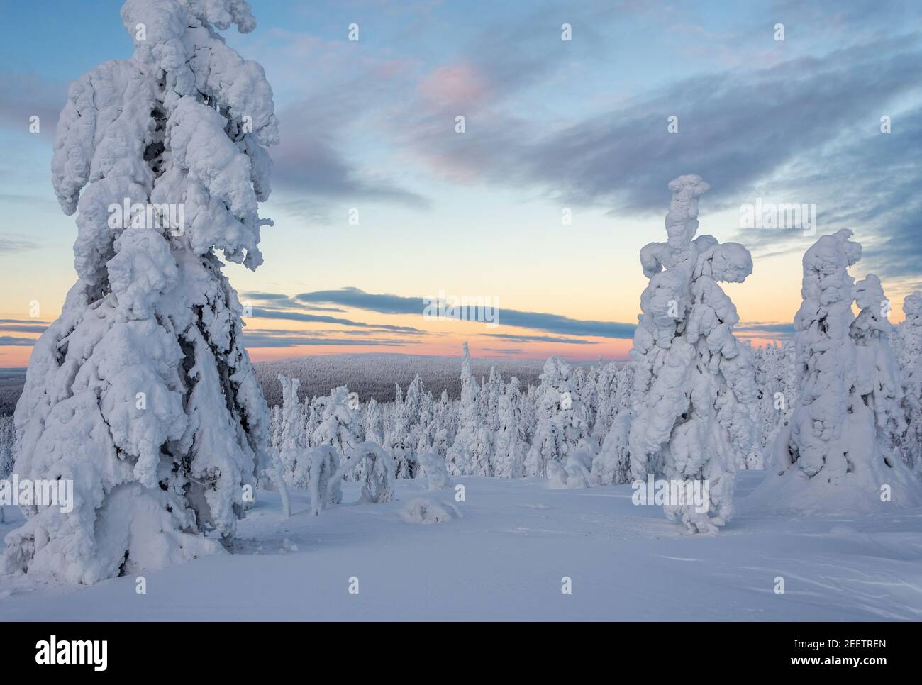 Snowy trees and fell landscape in Northern Finland Stock Photo - Alamy