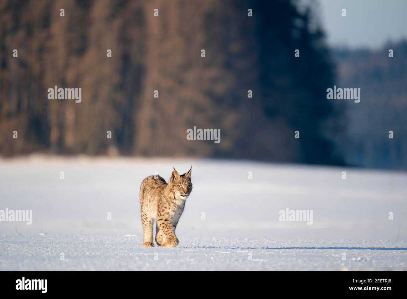 Eurasian wild cat in wild nature habitat, Czech, Europe. Lynx lynx ...