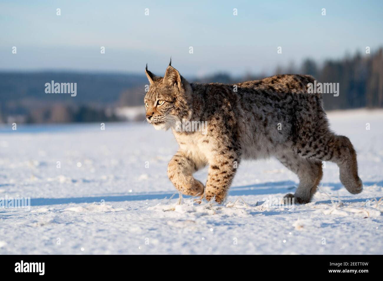 Eurasian wild cat in wild nature habitat, Czech, Europe. Lynx lynx ...