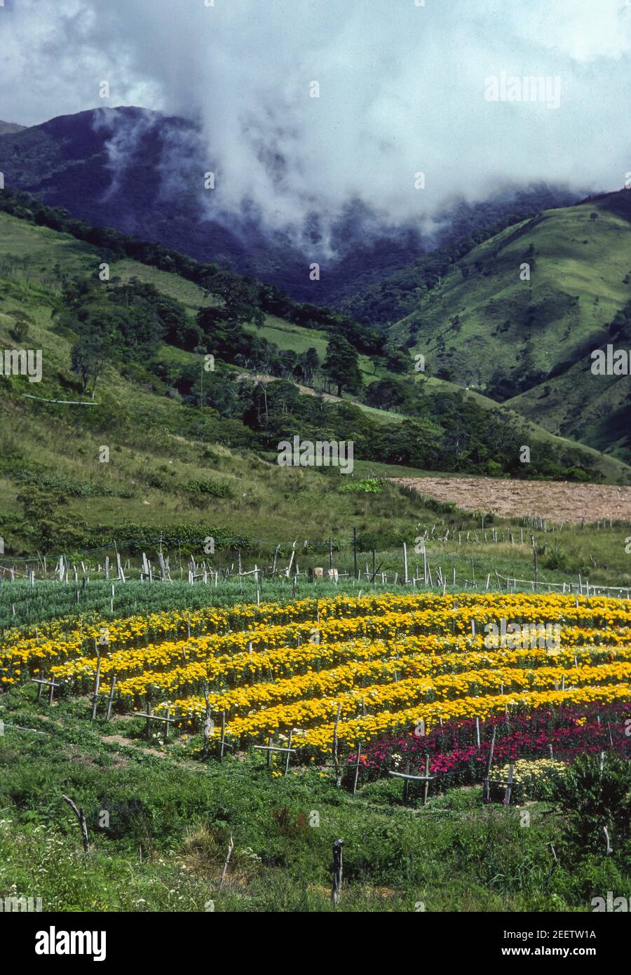 Flower farm venezuela hi-res stock photography and images - Alamy