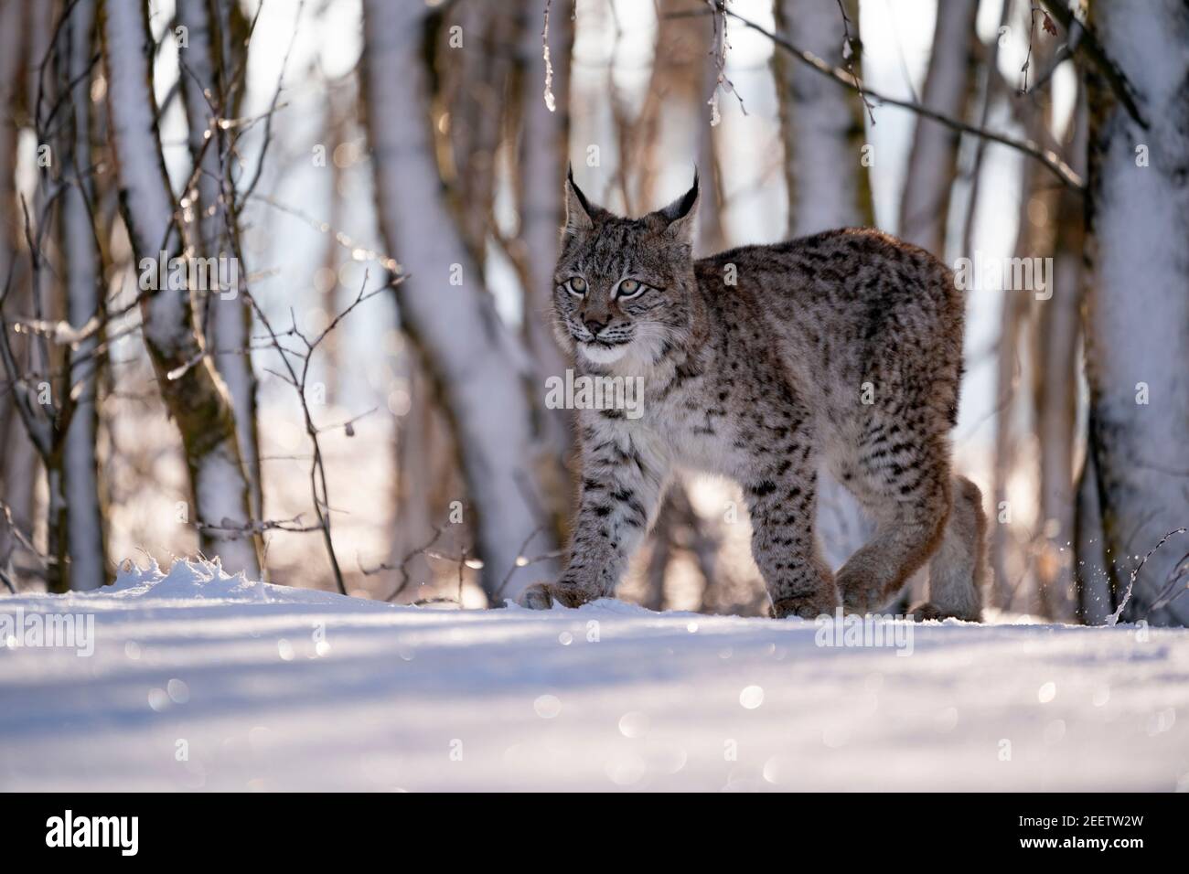 Eurasian wild cat in wild nature habitat, Czech, Europe. Lynx lynx ...