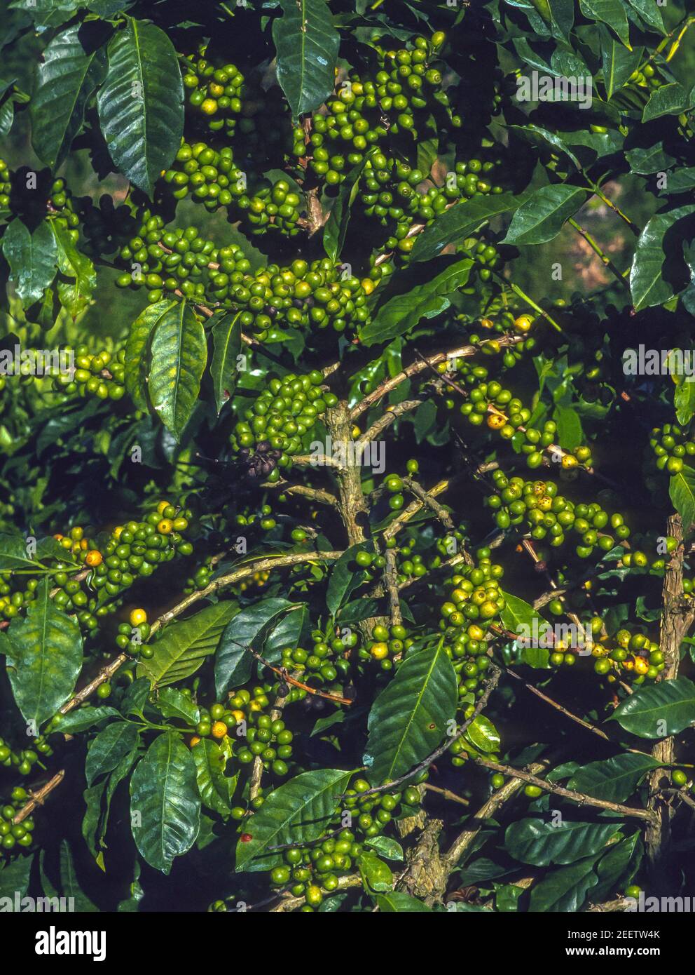 VENEZUELA - Coffee beans on bush Stock Photo - Alamy