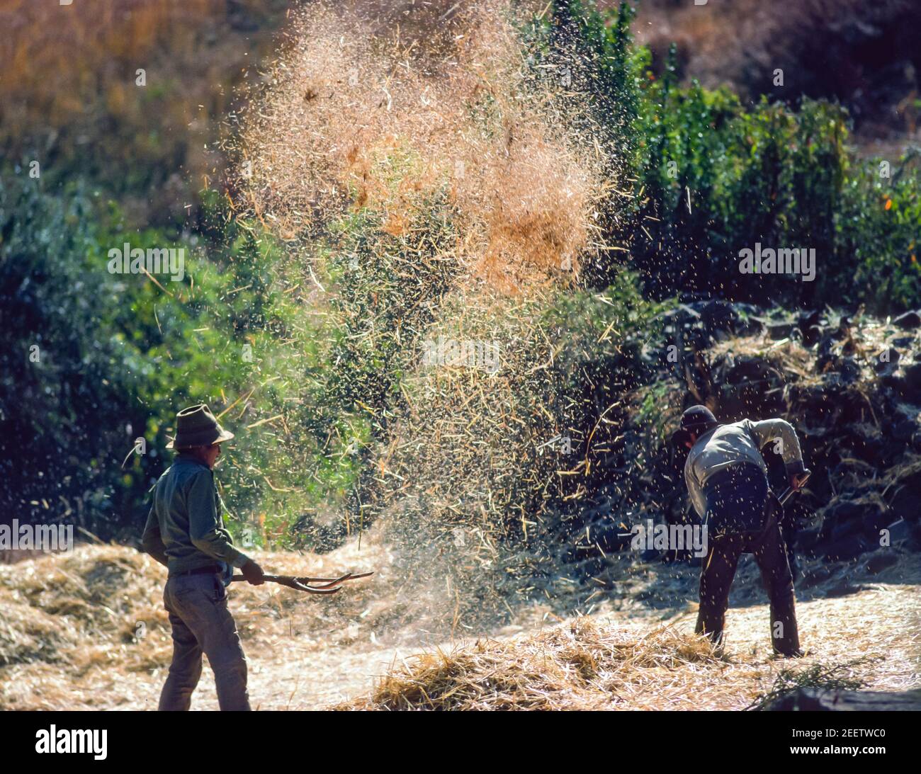 Winnowing hi-res stock photography and images - Alamy