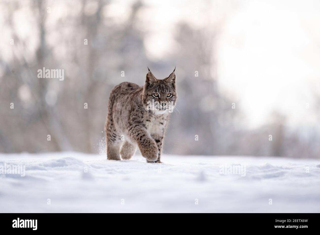 Eurasian wild cat in wild nature habitat, Czech, Europe. Lynx lynx ...