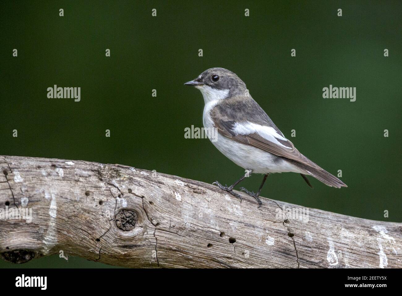 Male and female pied flycatchers hi-res stock photography and images ...