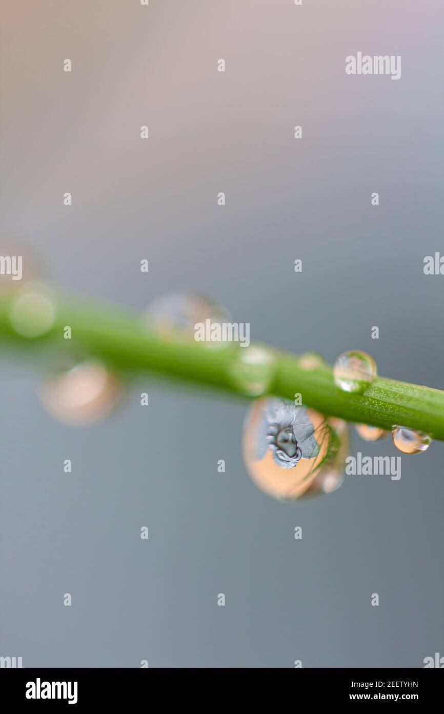 Angel reflected in water drops Stock Photo - Alamy