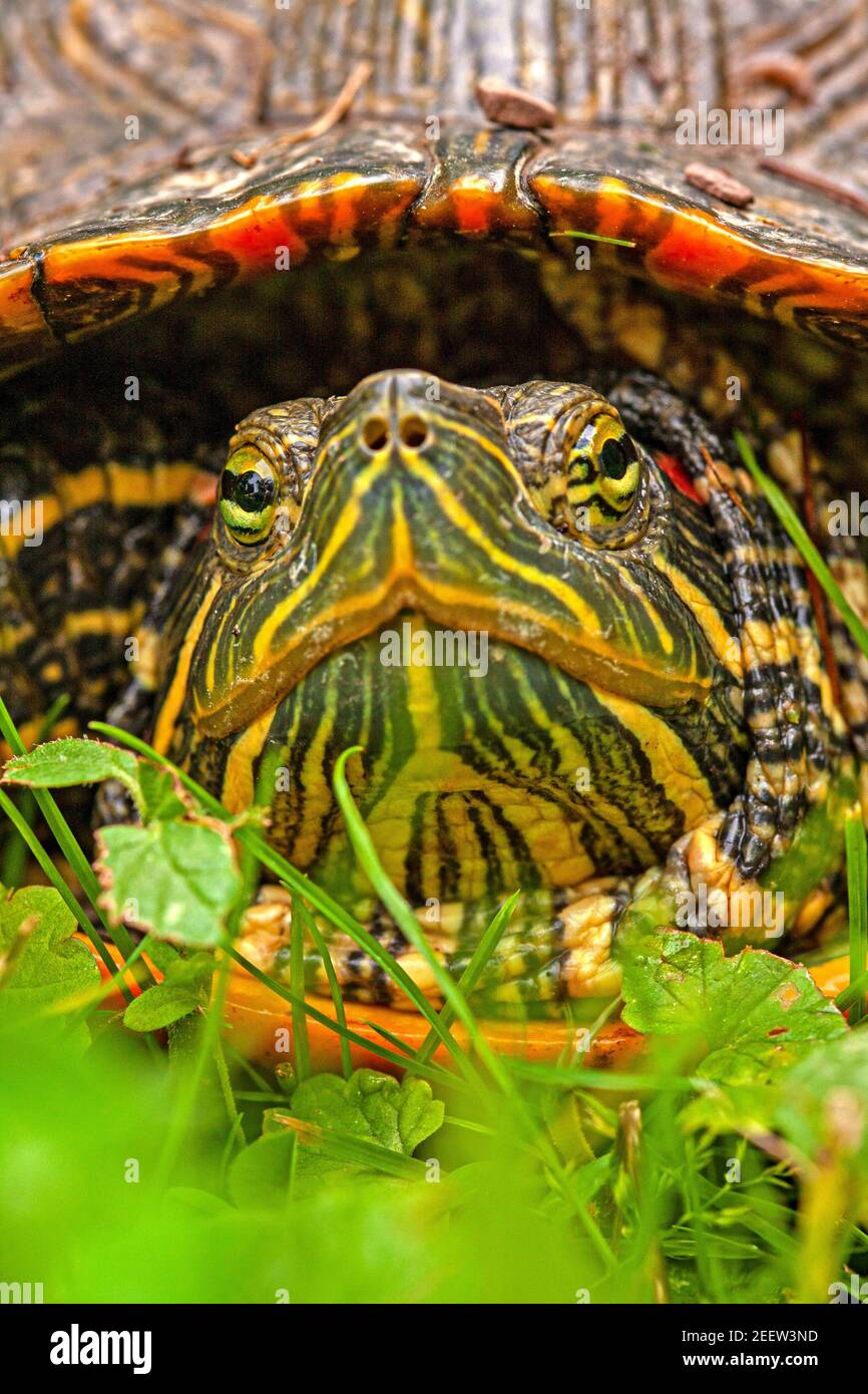 Red eared slider turtle hi-res stock photography and images - Alamy