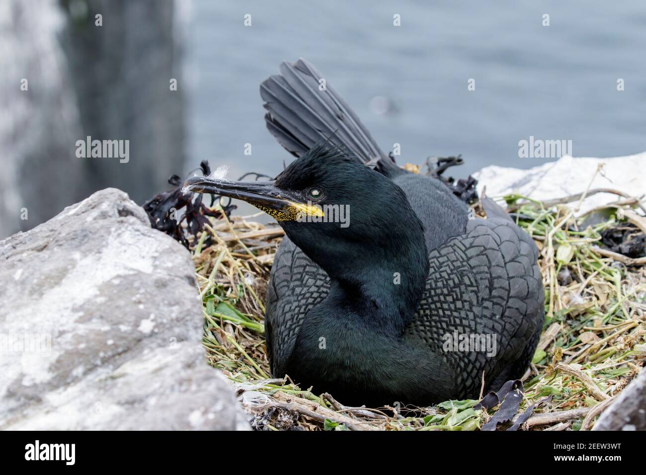 Egg incubation hi-res stock photography and images - Alamy