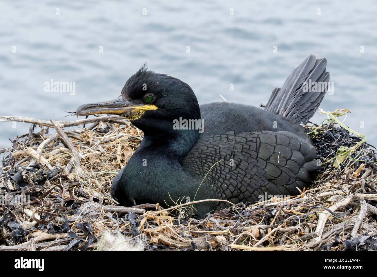 Egg incubation hi-res stock photography and images - Alamy