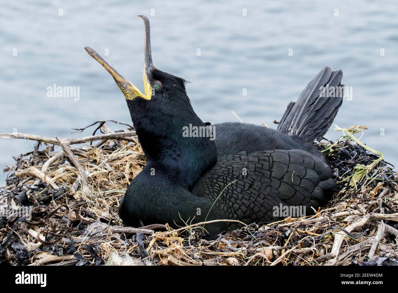 Egg incubation hi-res stock photography and images - Alamy