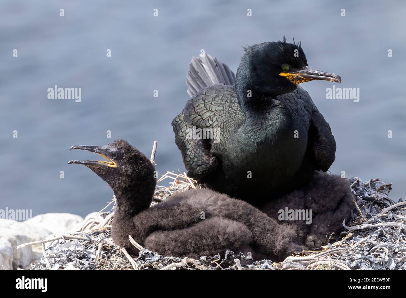 Shag Nest Egg High Resolution Stock Photography and Images - Alamy