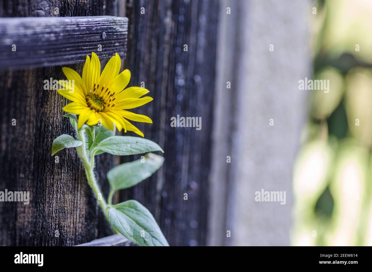 Sunflower Decay High Resolution Stock Photography and Images - Alamy