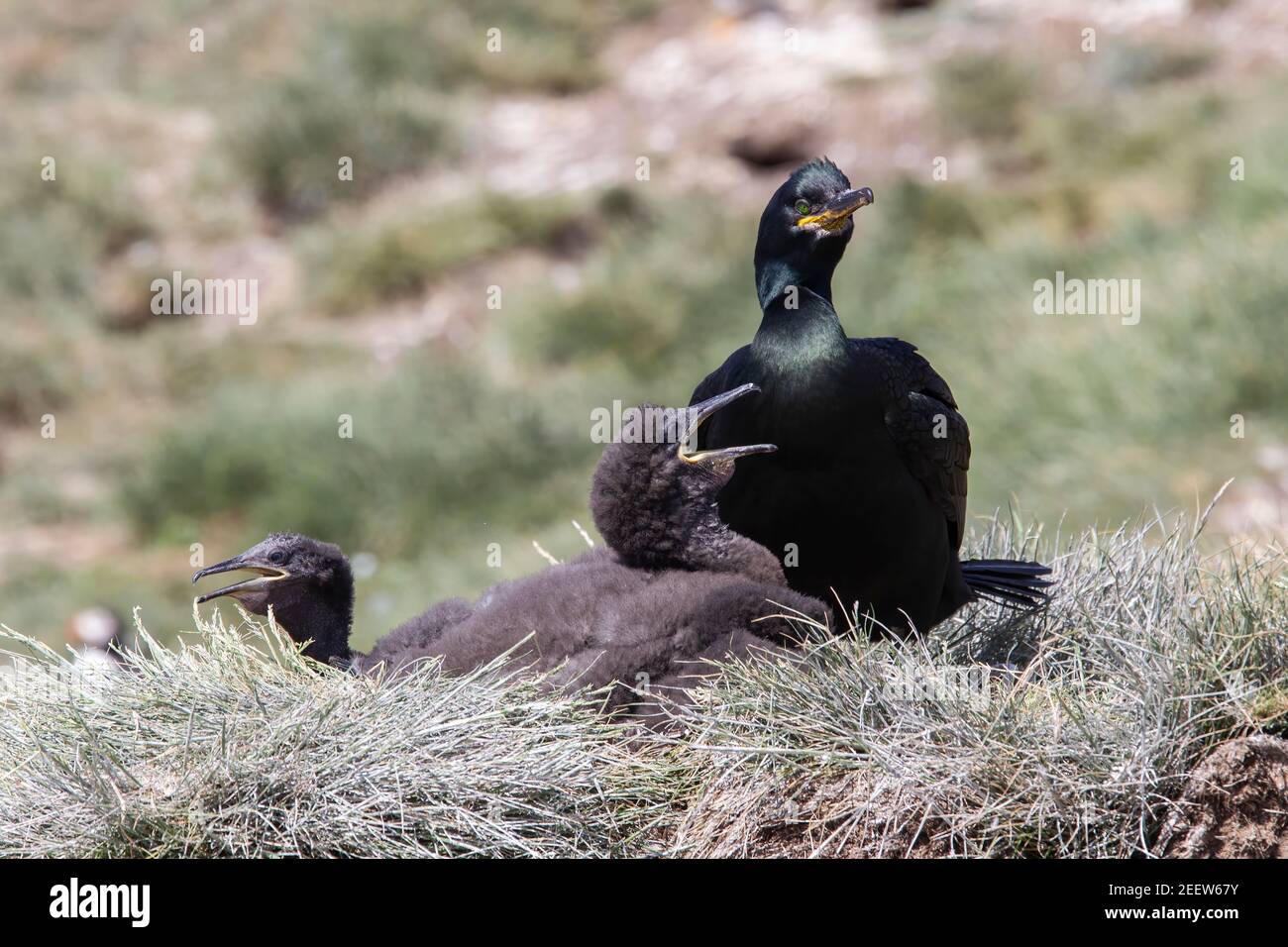 Shag Nest Egg High Resolution Stock Photography and Images - Alamy