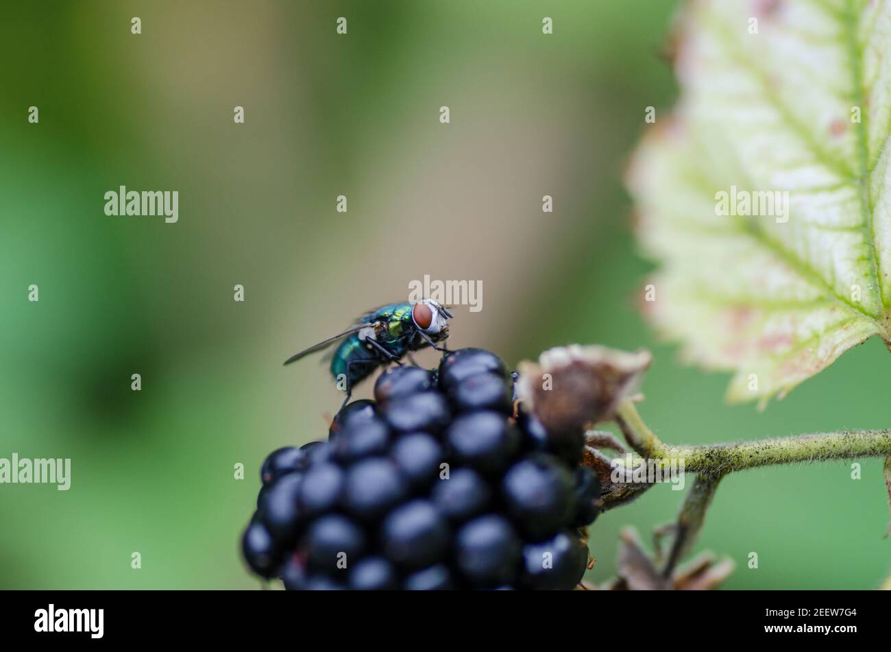 Concept summer insects hi-res stock photography and images - Alamy