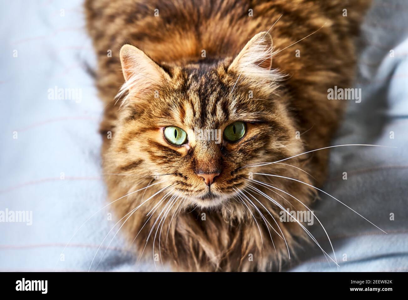 Beautiful striped ginger cat with long hair, green eyes and long ...