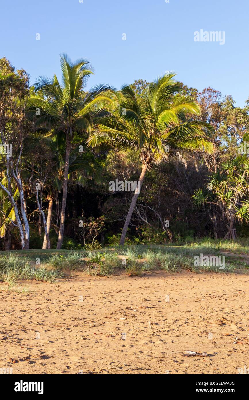 Goa coconut tree hi-res stock photography and images - Alamy