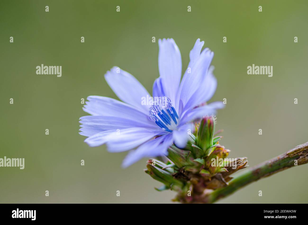 Chicory seed hi-res stock photography and images - Alamy