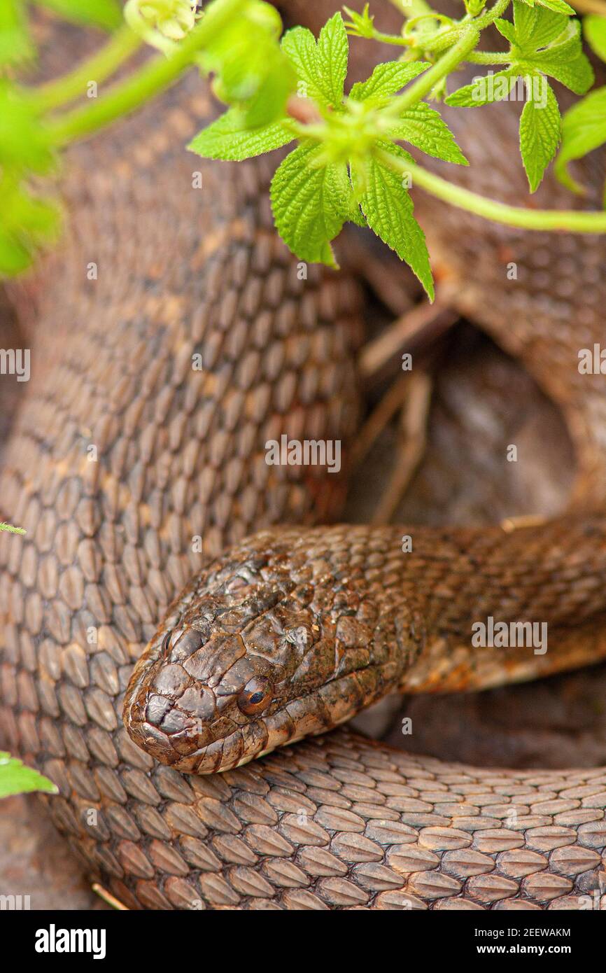Watersnake hi-res stock photography and images - Alamy