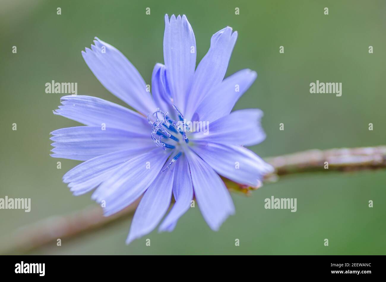 Chicory seed hi-res stock photography and images - Alamy
