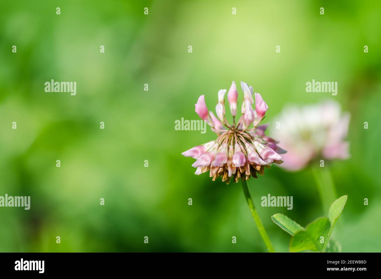 fresh red clover blossom with green background Stock Photo - Alamy