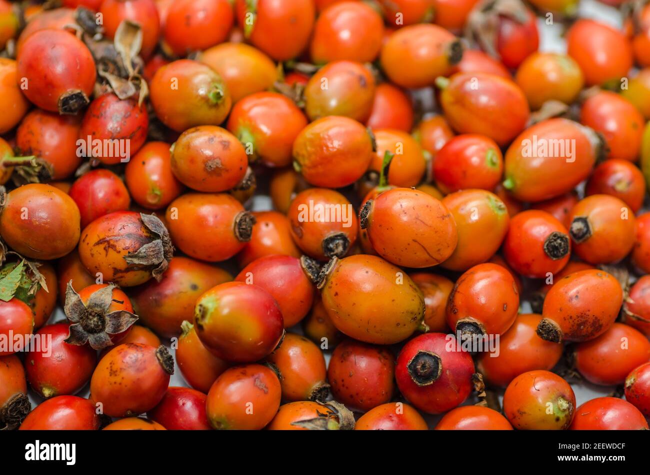 many fresh red rose hips in autumn Stock Photo - Alamy