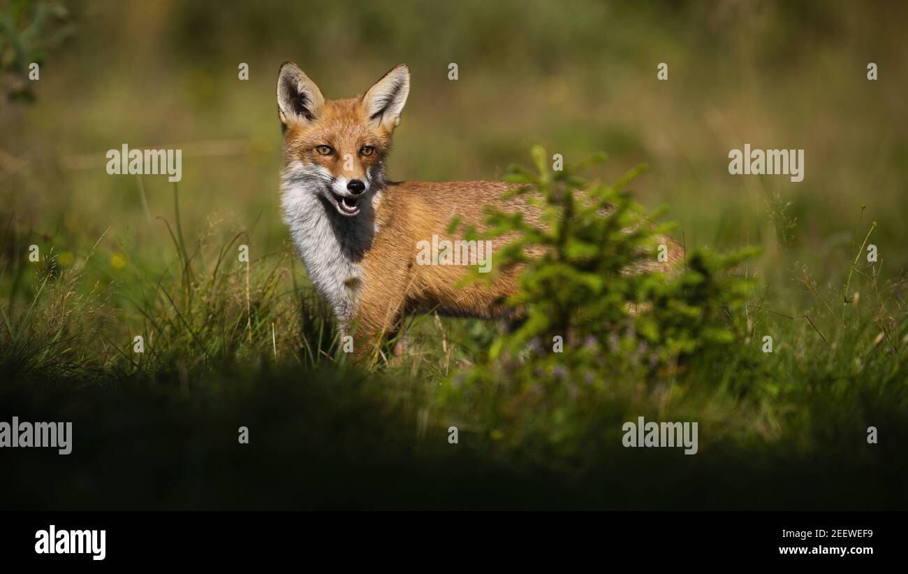Red fox hiding behind grass hi-res stock photography and images - Alamy