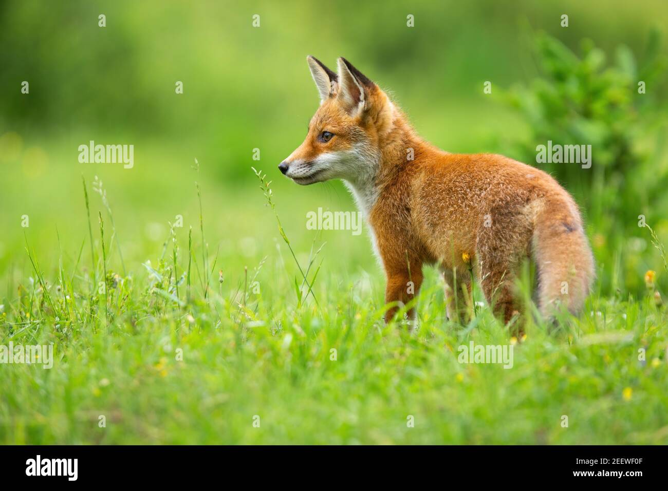 Young red fox standing on meadow in summer sunlight Stock Photo - Alamy