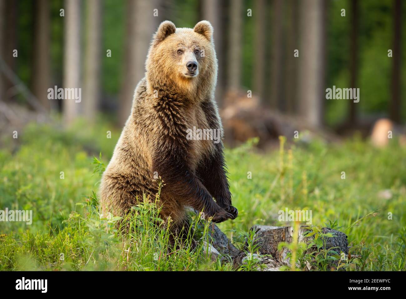 Brown bear standing upright in forest in summer sun Stock Photo - Alamy