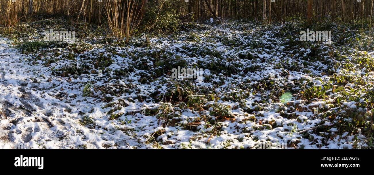 Dusting of snow in a woodland setting with weak winter sunshine Stock ...