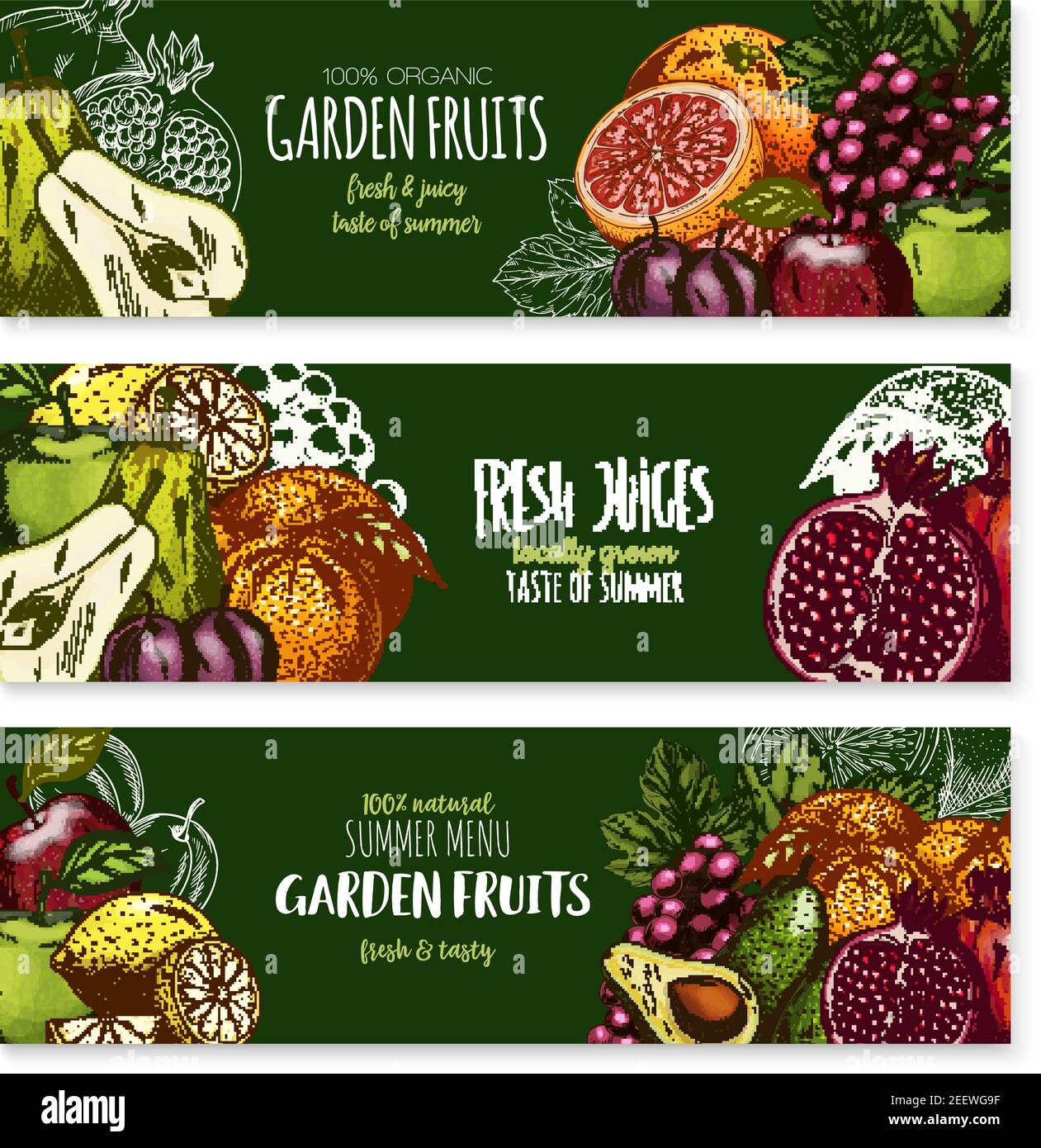 Mango grapefruit pomegranate Stock Vector Images - Alamy