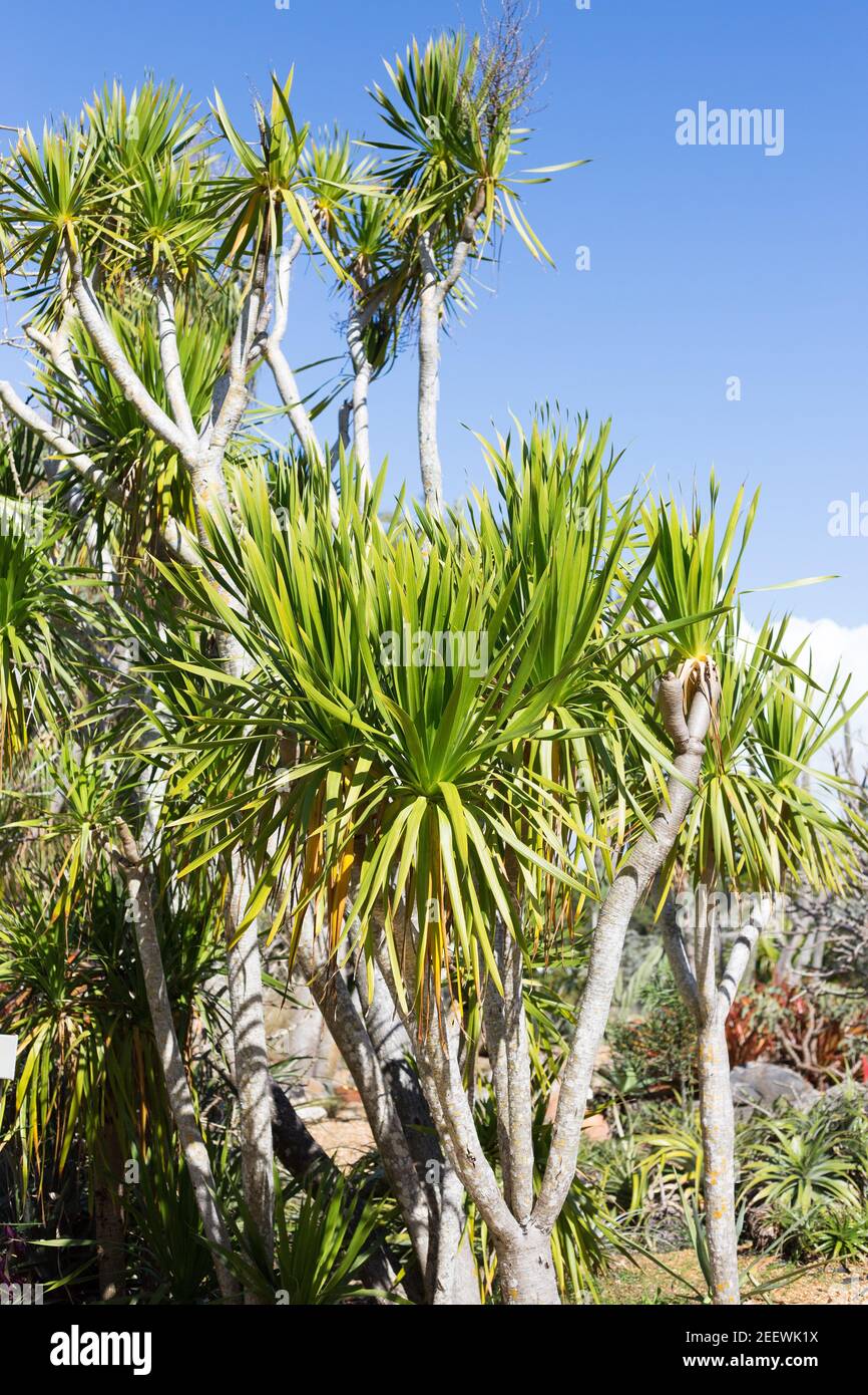 Dragon tree dracaena florida hi-res stock photography and images - Alamy
