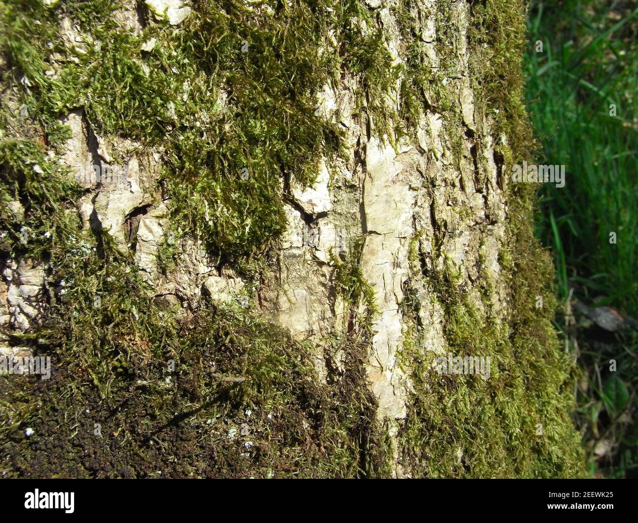 moss growing on bark Stock Photo - Alamy
