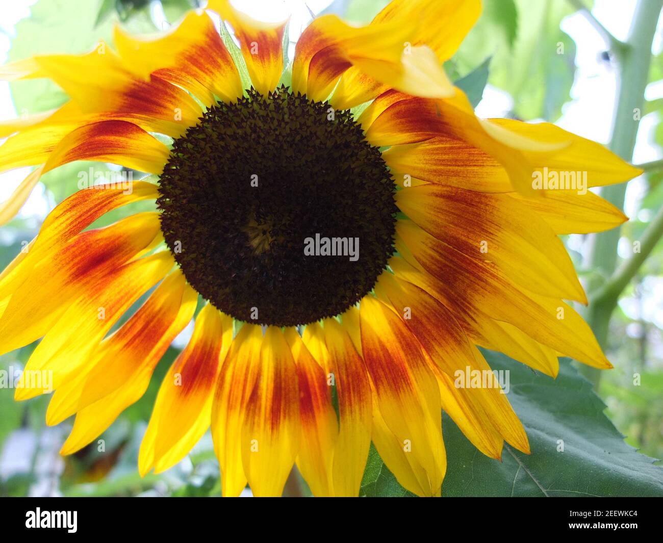 Sunflower in the summer sun Stock Photo - Alamy