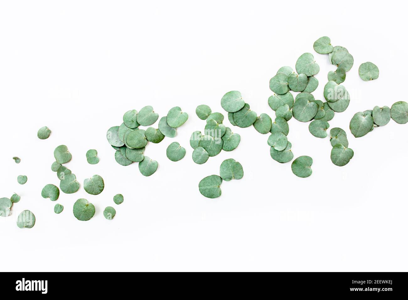 pattern texture with green leaves eucalyptus isolated on white ...