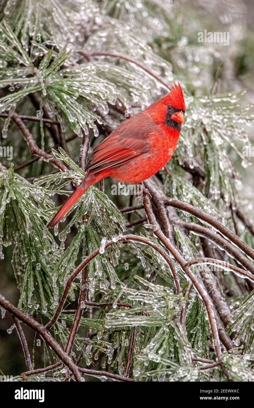 Cardinals In Winter Scenes