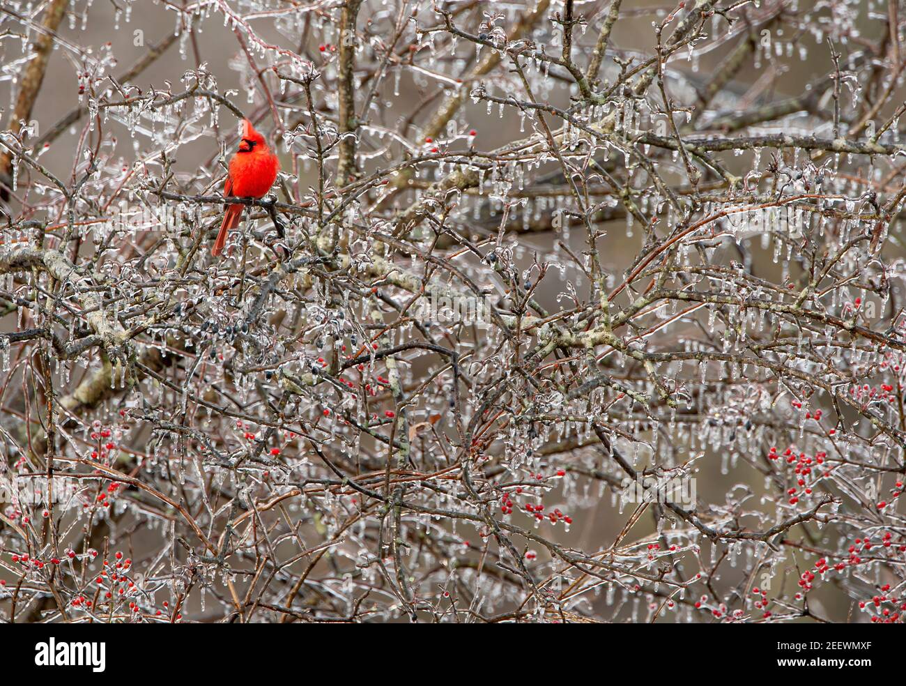 Forest cardinal hi-res stock photography and images - Alamy