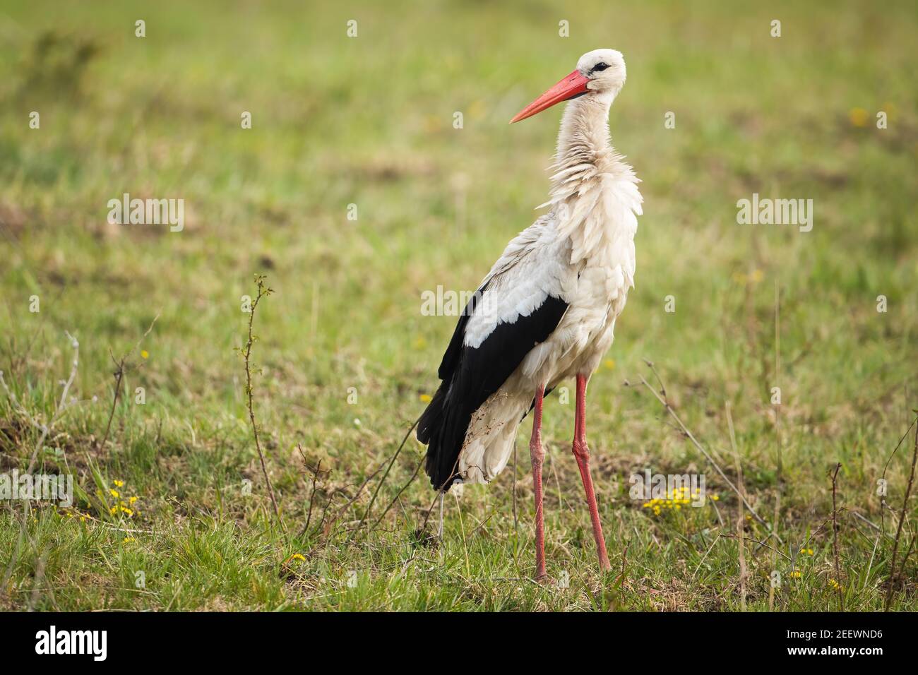 Stork with white and black plumage hi-res stock photography and images ...