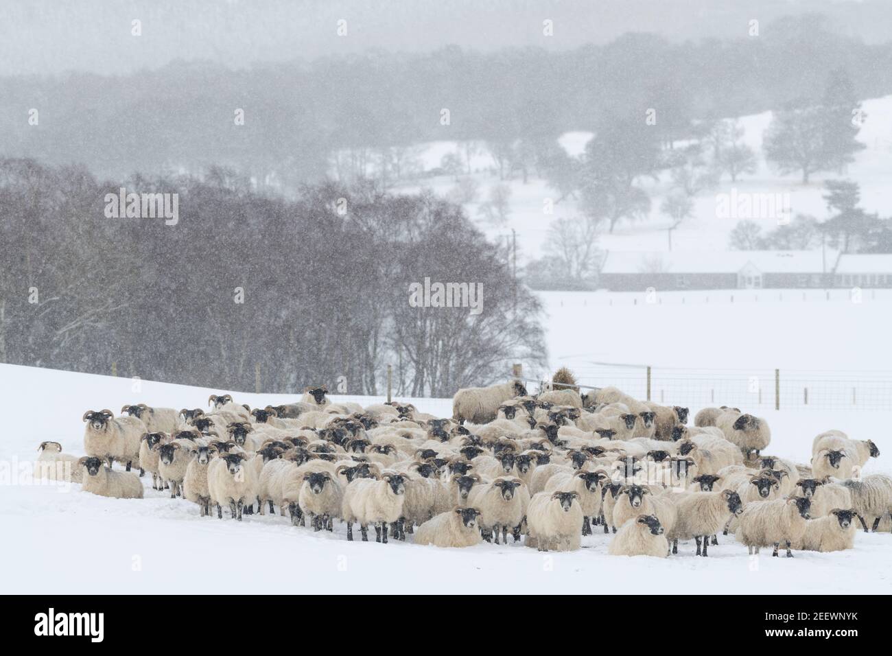 Sheep huddle together in snow hi-res stock photography and images - Alamy