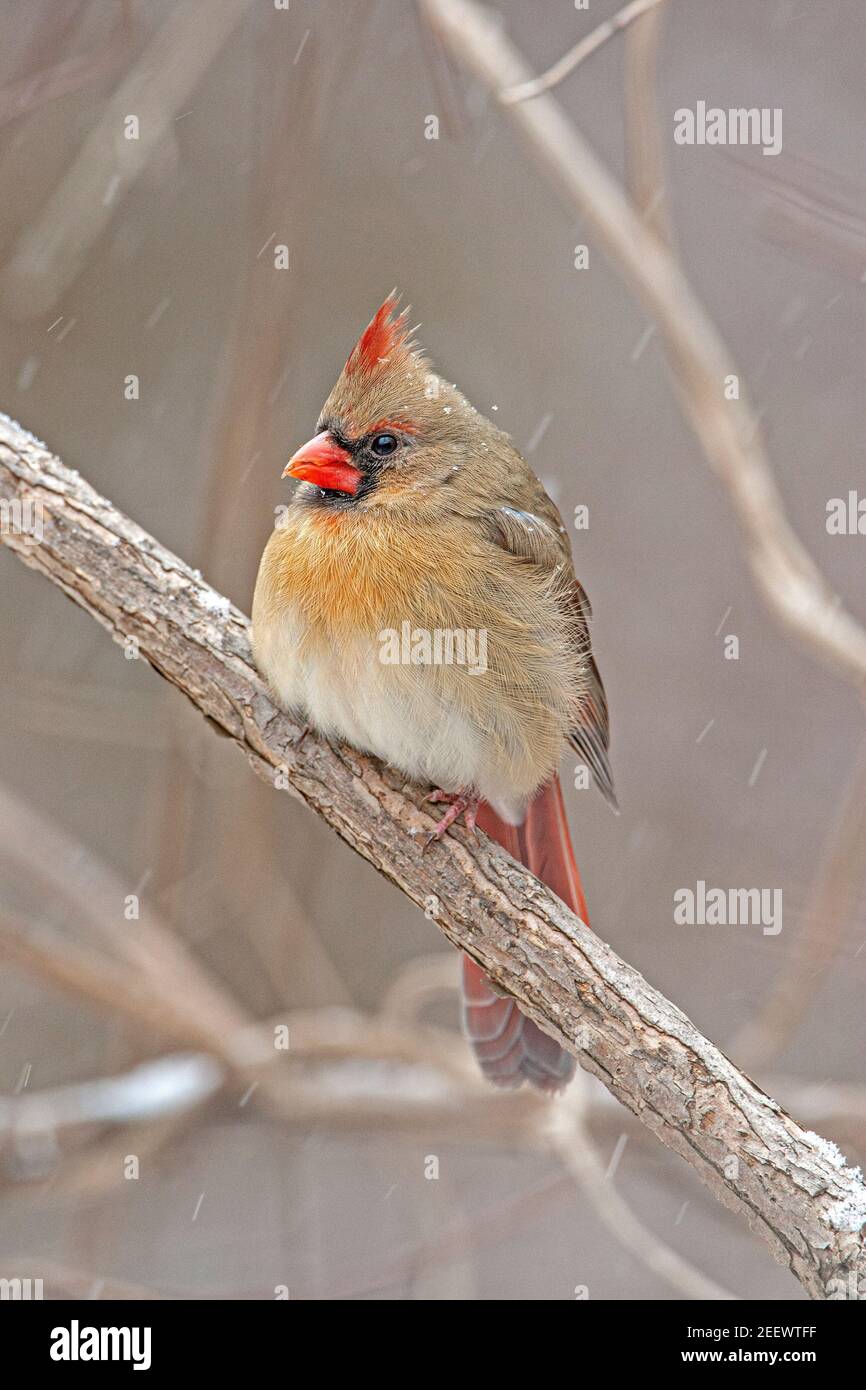 Female northern cardinal winter hi-res stock photography and images - Alamy