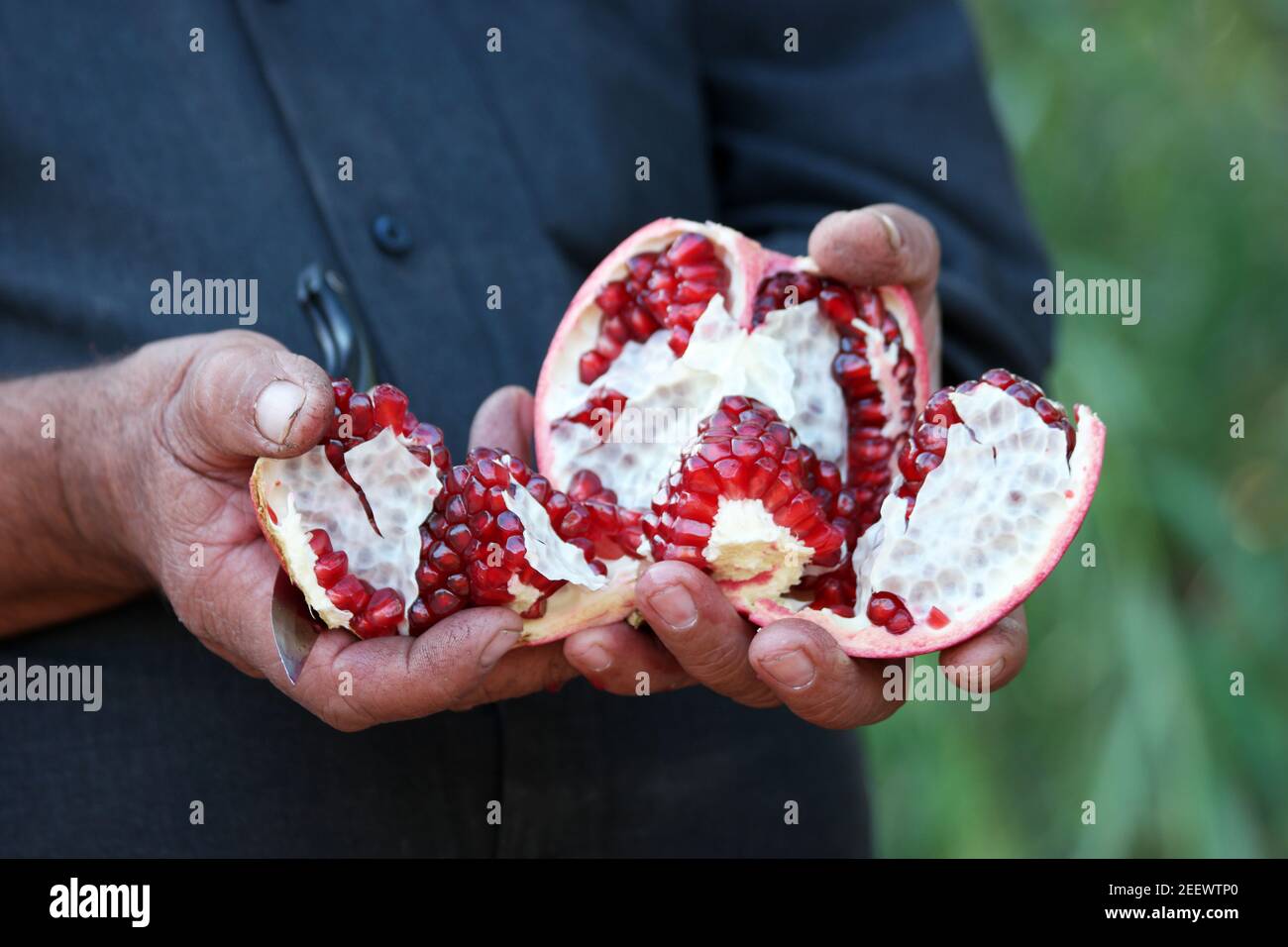 Hand holding pomegranate hi-res stock photography and images - Alamy