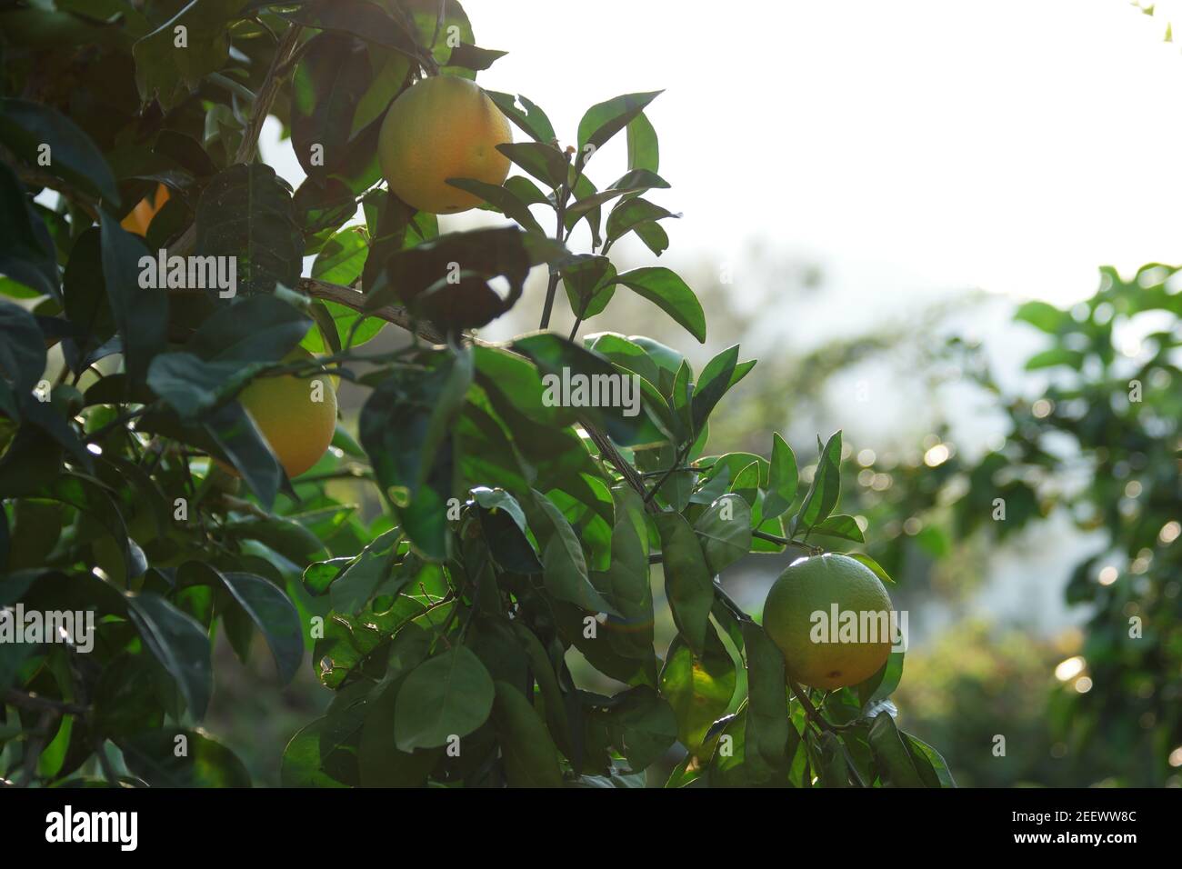 Closeup citrus fruit ripening on hi-res stock photography and images ...