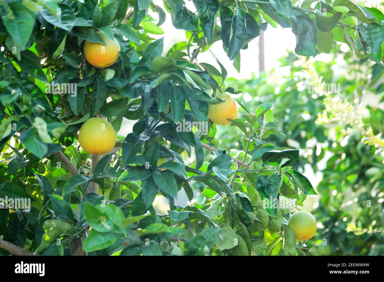 Fruit tree background Stock Photo - Alamy