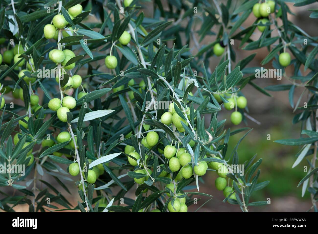 Detail of olive tree branch Stock Photo - Alamy