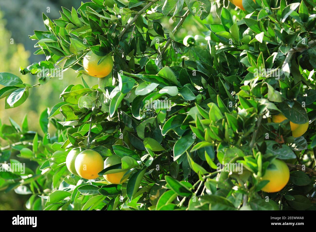 Mandarin bush hi-res stock photography and images - Alamy