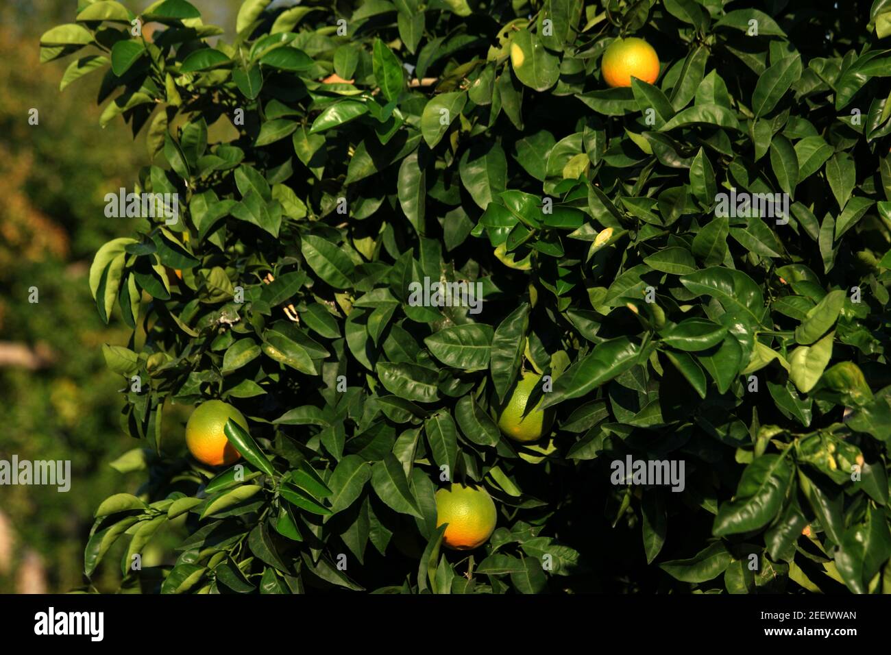 Mandarin orange orchard hi-res stock photography and images - Alamy