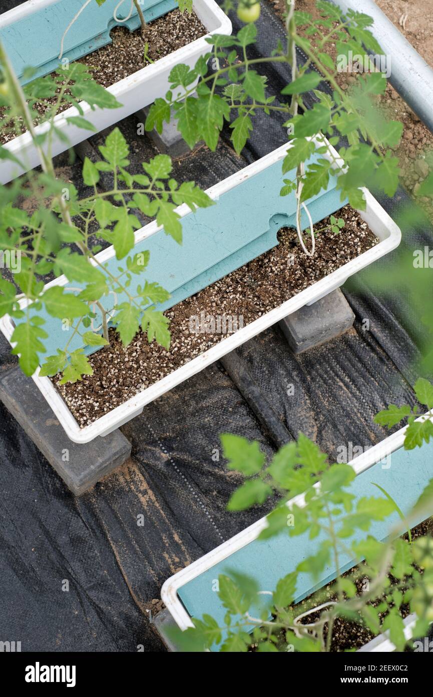 Endless rows of tightly arranged monoculture cherry tomato plants are ...